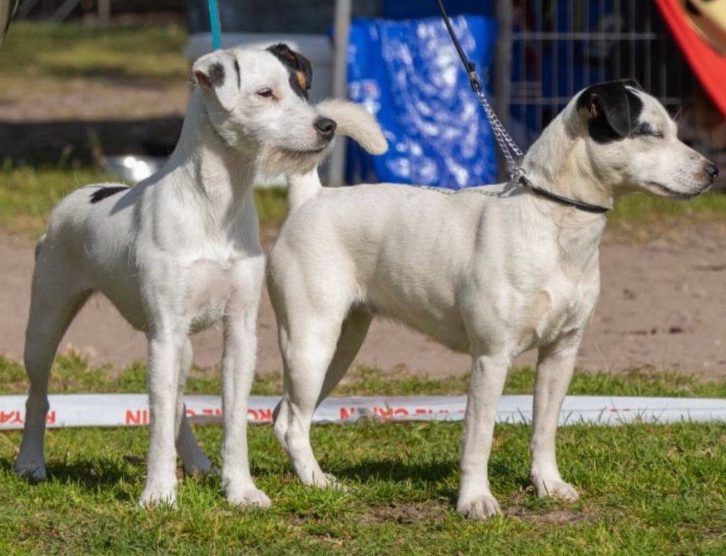 Accueil - Elevage Of Melomani's Parson - eleveur de chiens Parson ...